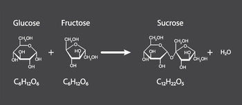 Different Types of of Sugar | Glucose vs Sucrose vs Fructose – Lets ...